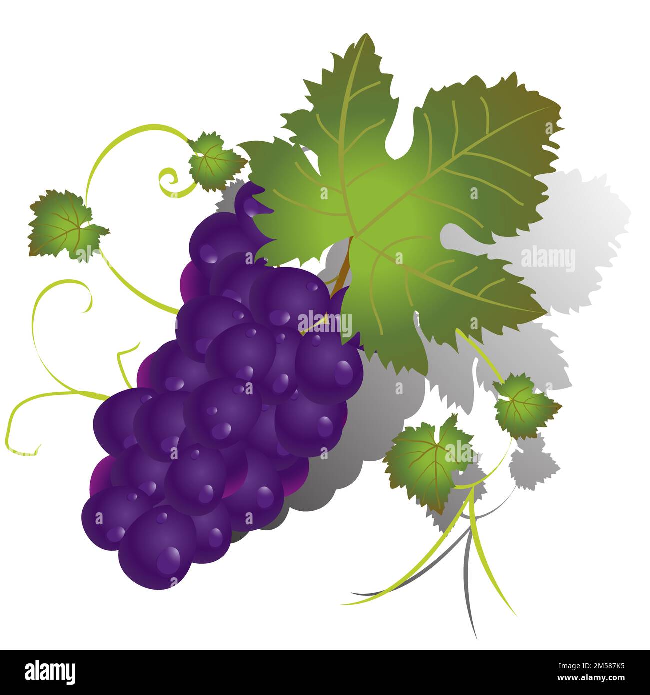 Ecological vineyard Stock Vector Images - Alamy