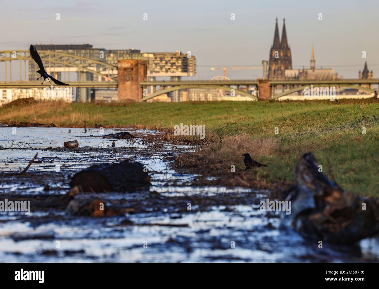 Cologne, Germany. 27th Dec, 2022. Driftwood lies in the water of ...