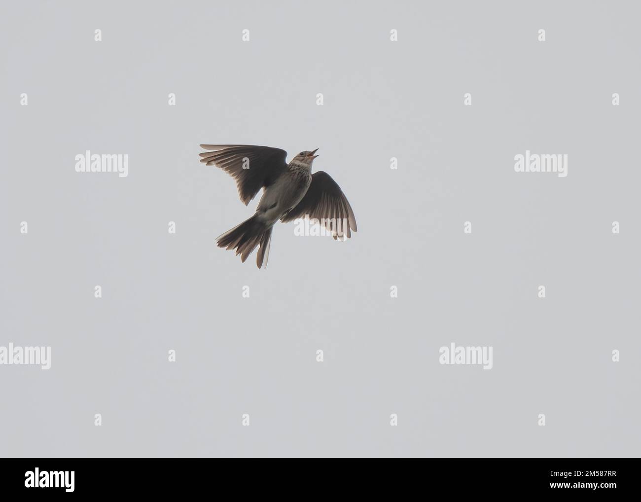 Skylark, Nesting, East Mainland, Shetland Stock Photo - Alamy