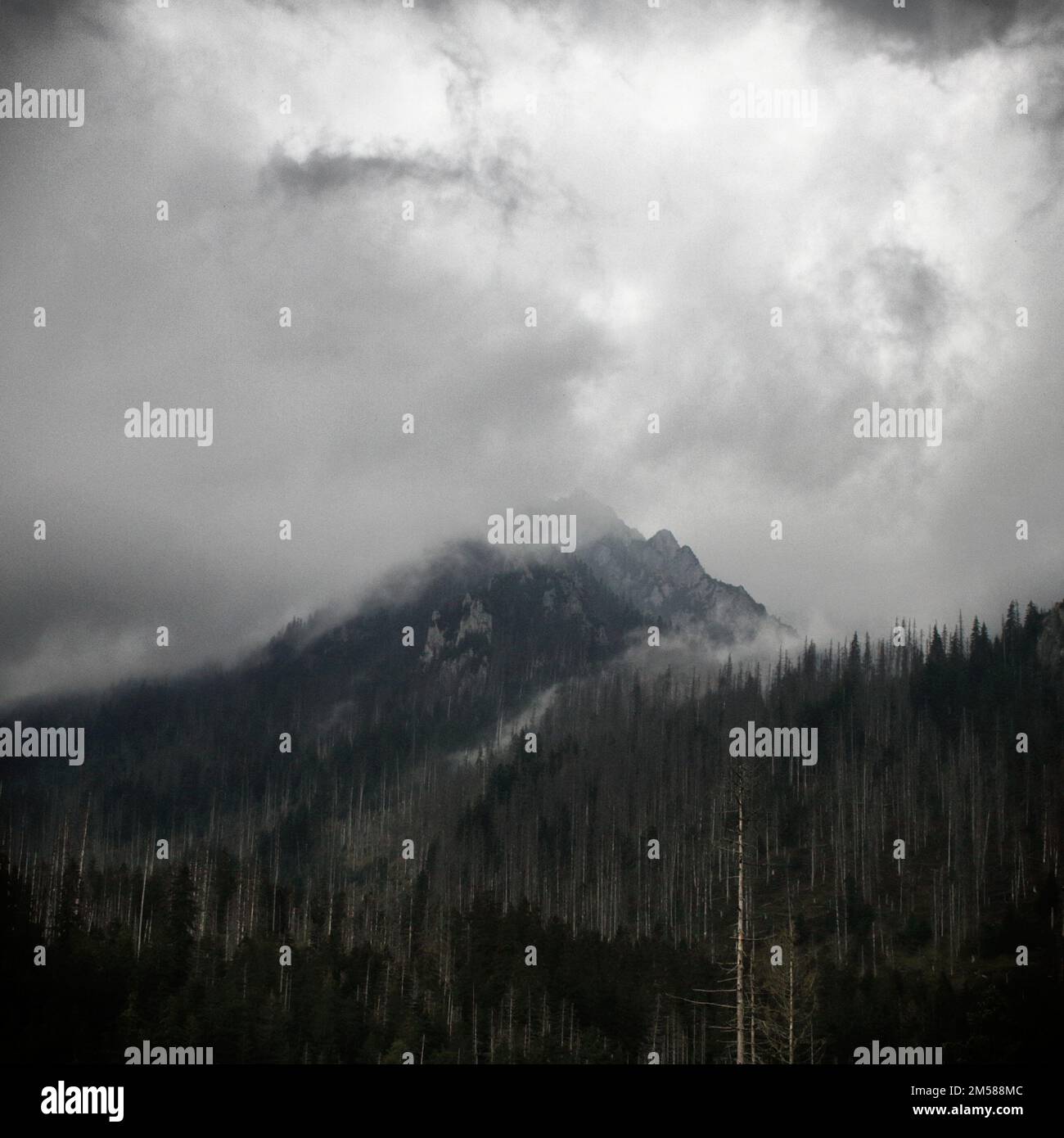 A forest with lots of trees and a mountain in the background on a cold ...