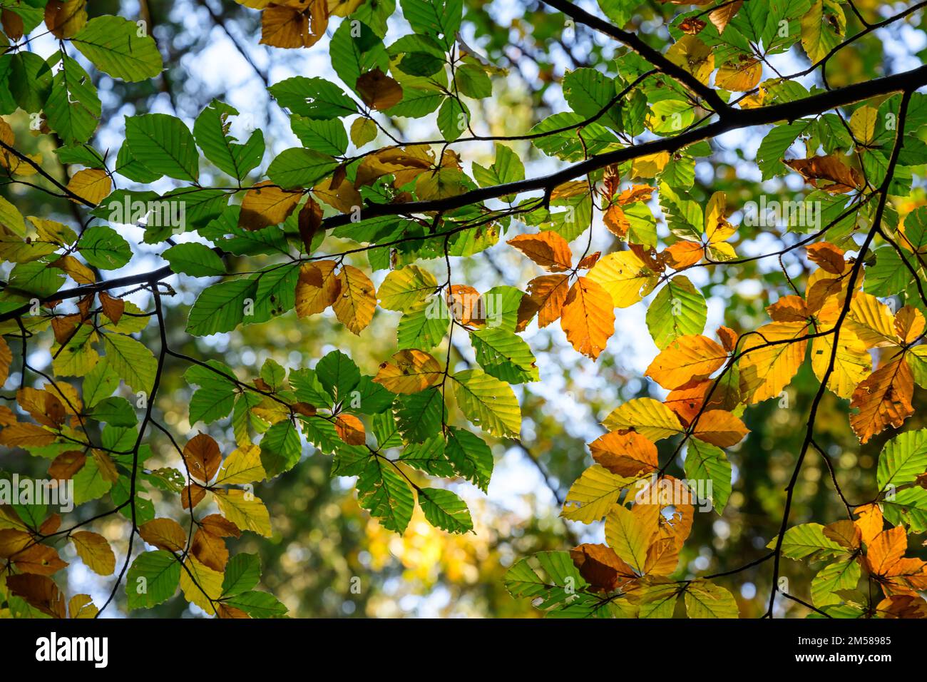 Bottom view of beautiful autumn branches of trees with yellow and green ...
