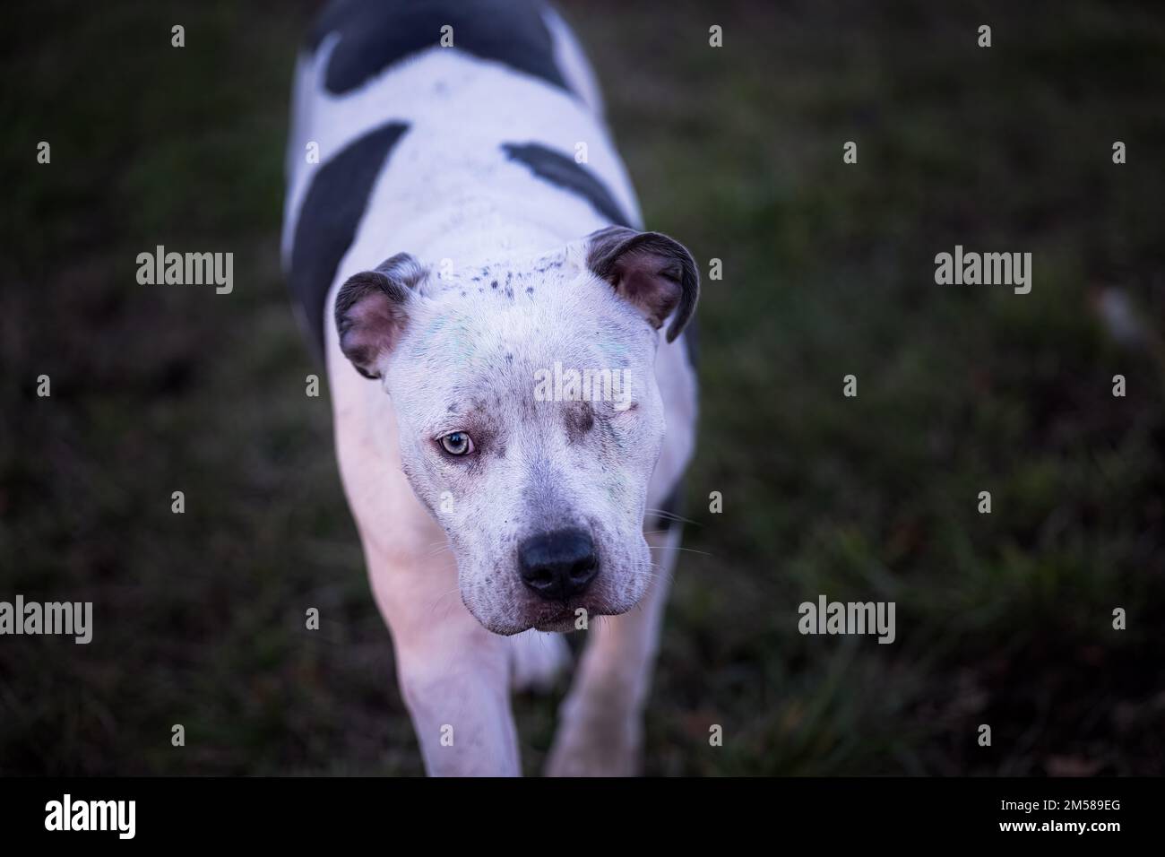 Black Pitbull With Blue Eyes