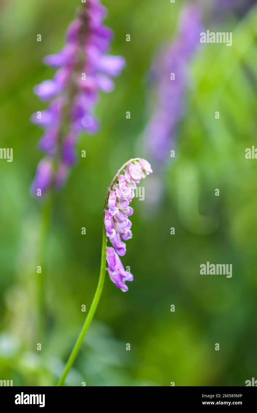 Herb of mouse hi-res stock photography and images - Alamy