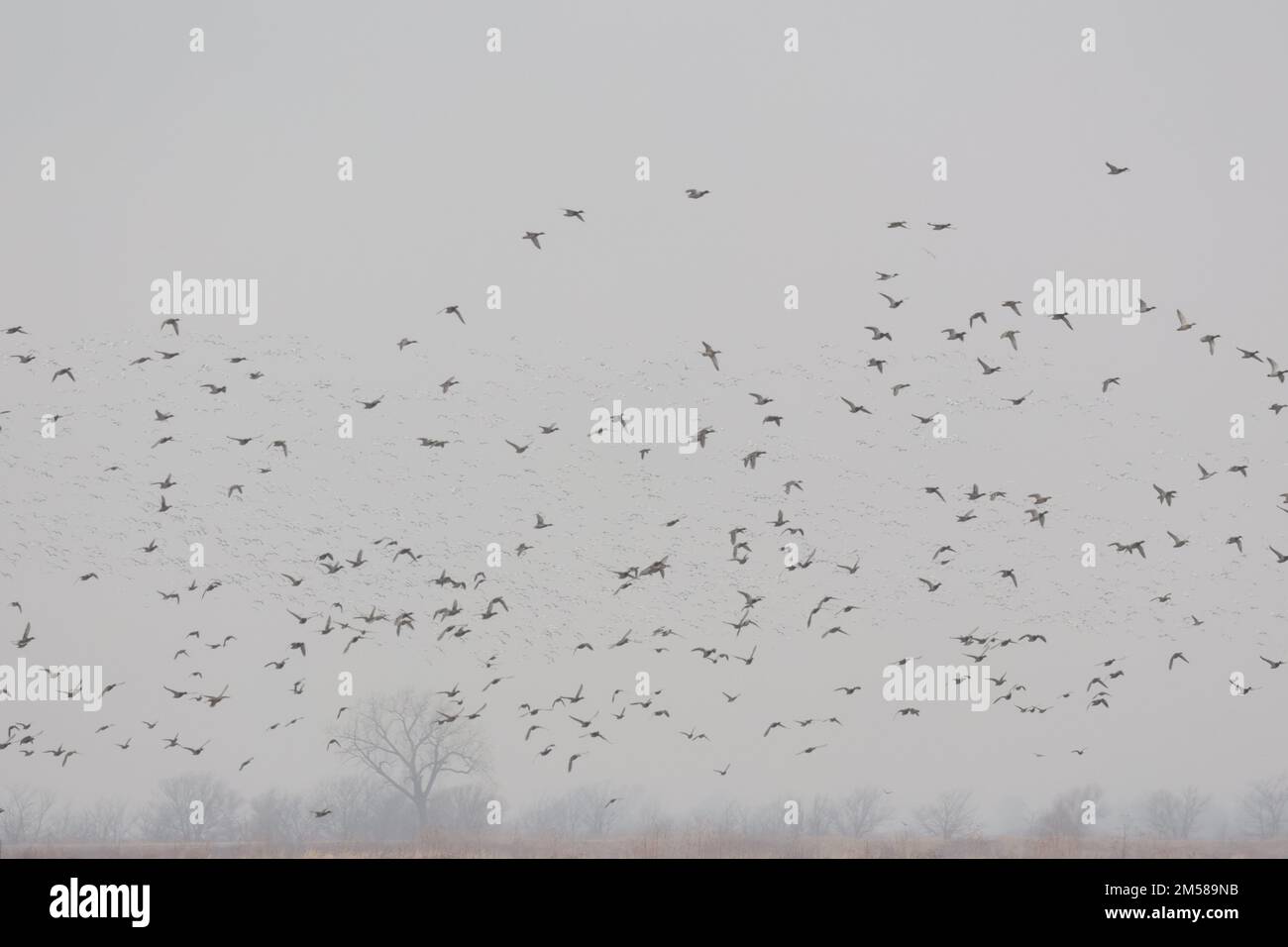 The big migration of birds in autumn Stock Photo - Alamy