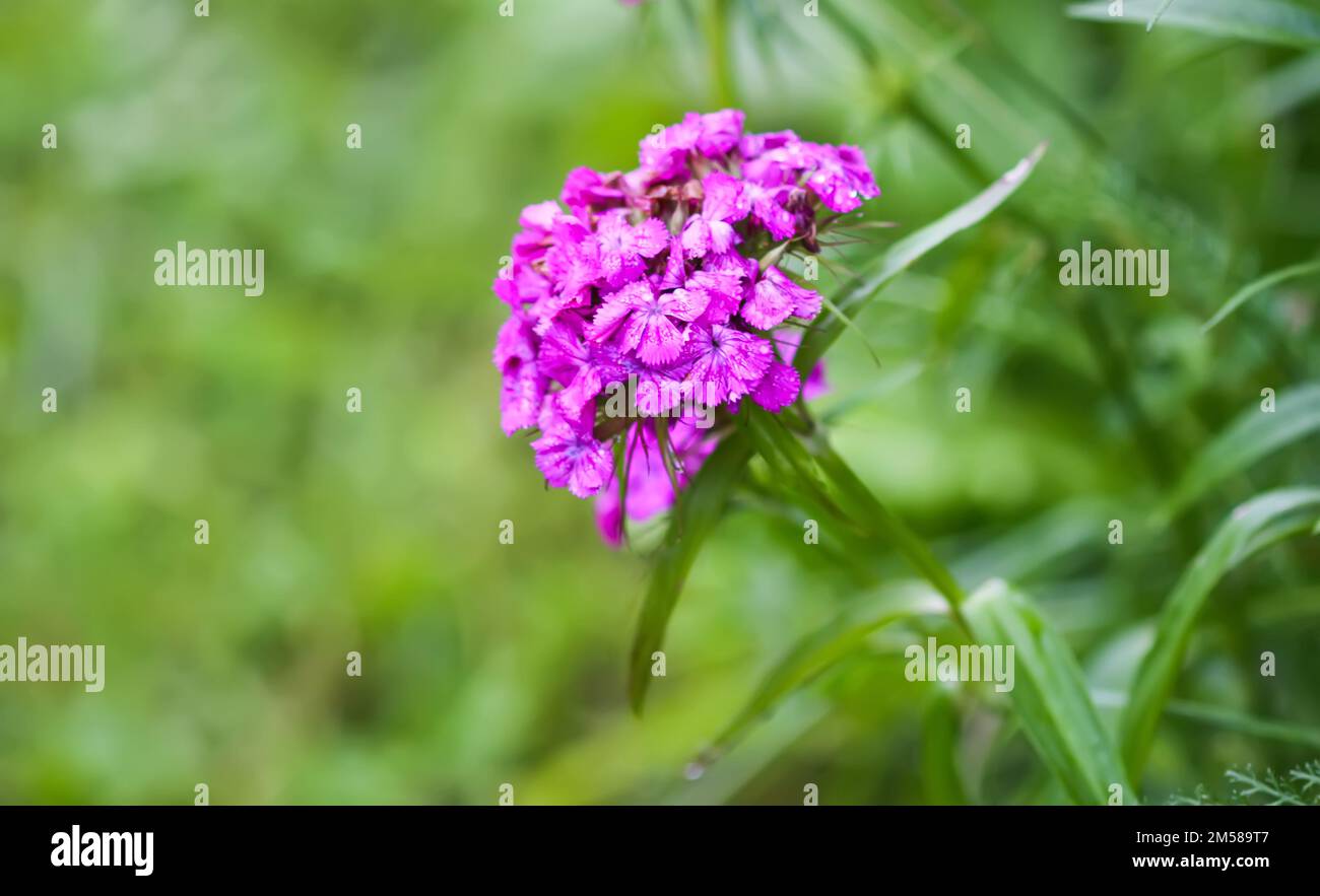 Flowers of a Turkish carnation plant. Beautiful fragrant pink flower ...
