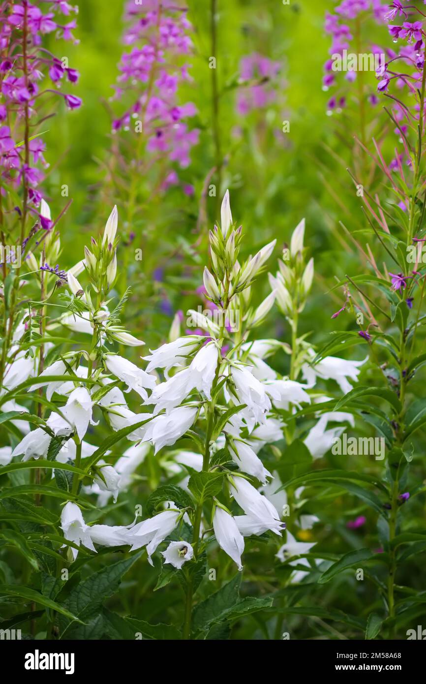 White peach-leaved bell flower in a summer garden. Campanula ...