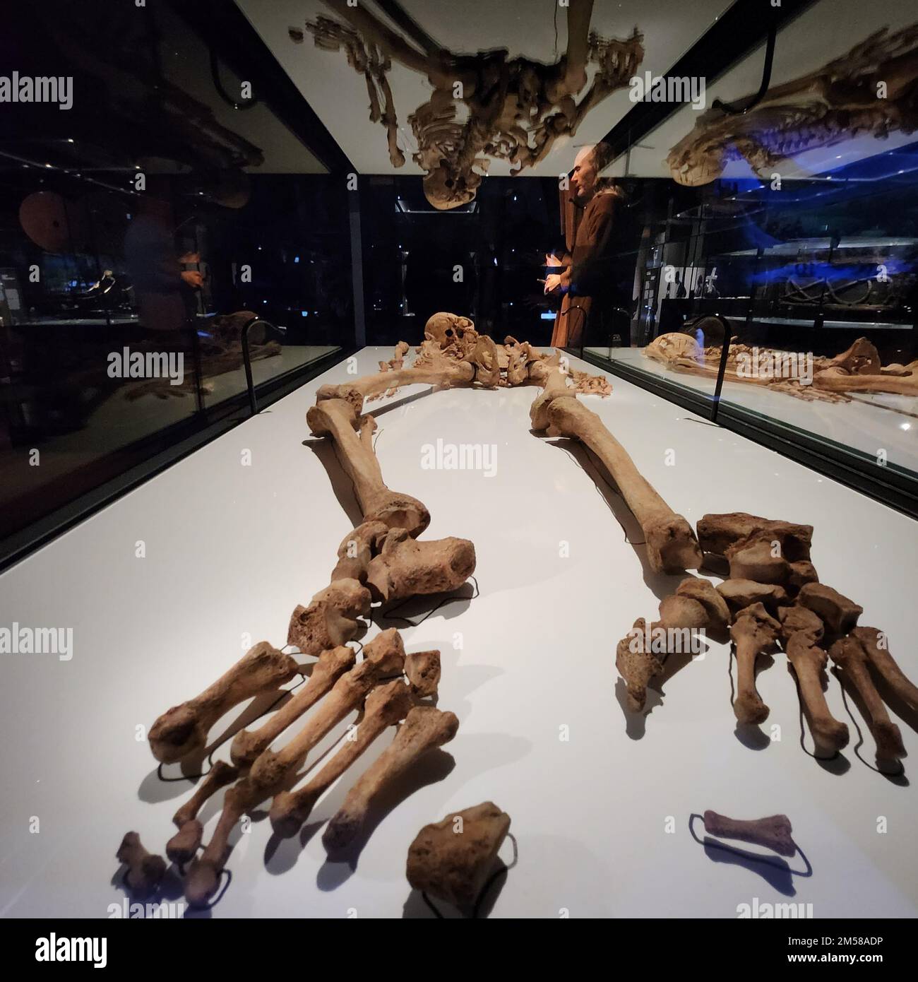 A skeleton of the permanent exhibition at the Danish National Museum in ...