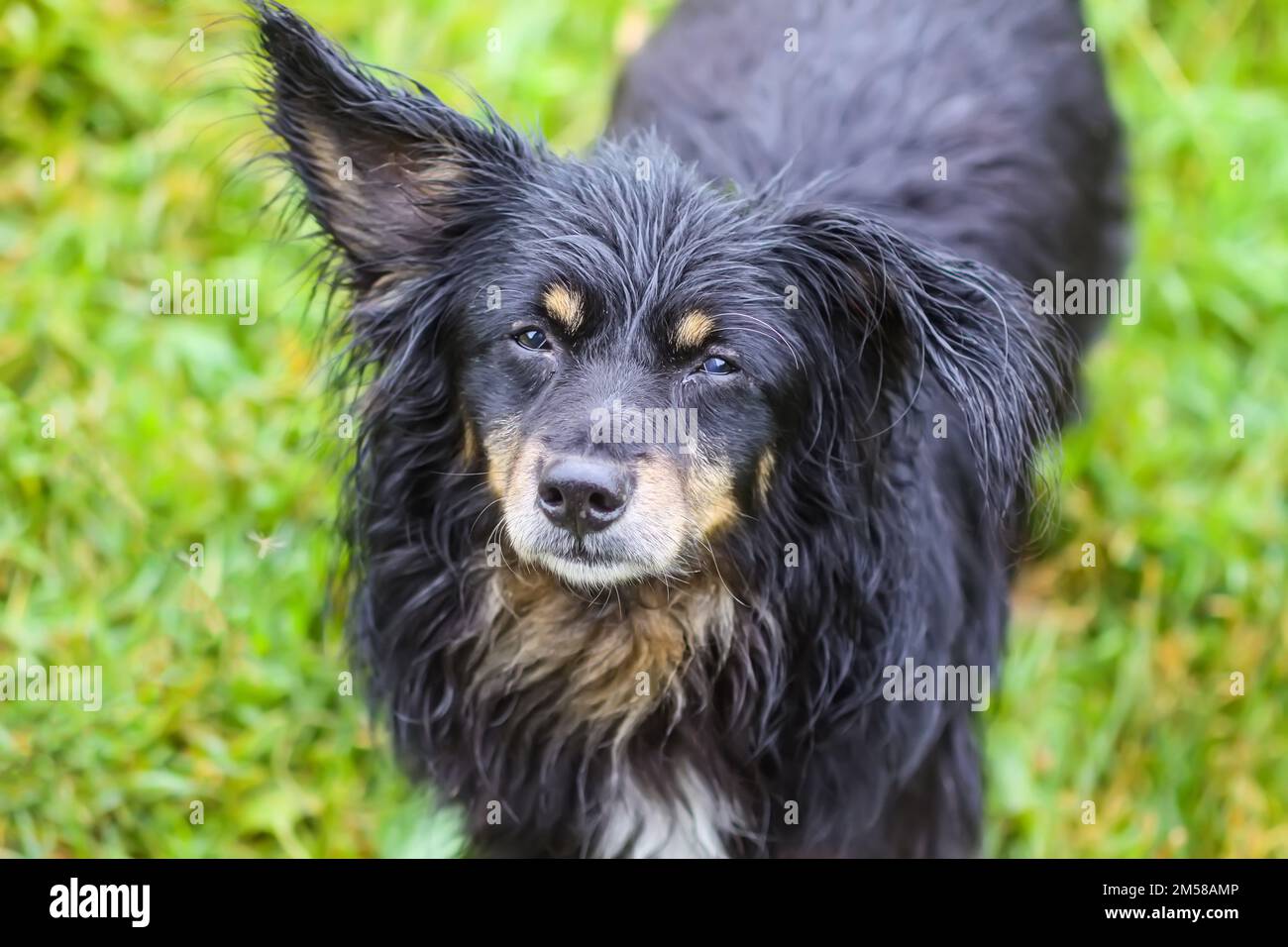 Dog looks at the camera hi-res stock photography and images - Alamy