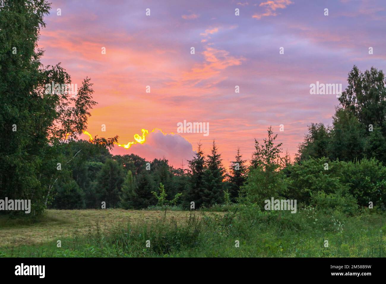 Grass meadow in sunset light. Scenic nature view. Summer evening in ...