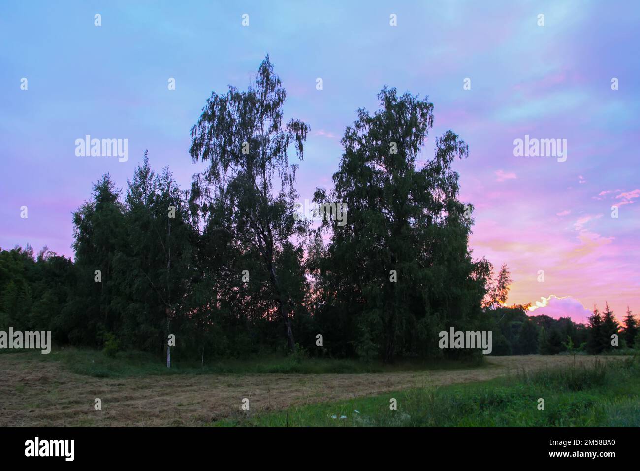 Grass meadow in sunset light. Scenic nature view. Summer evening in ...