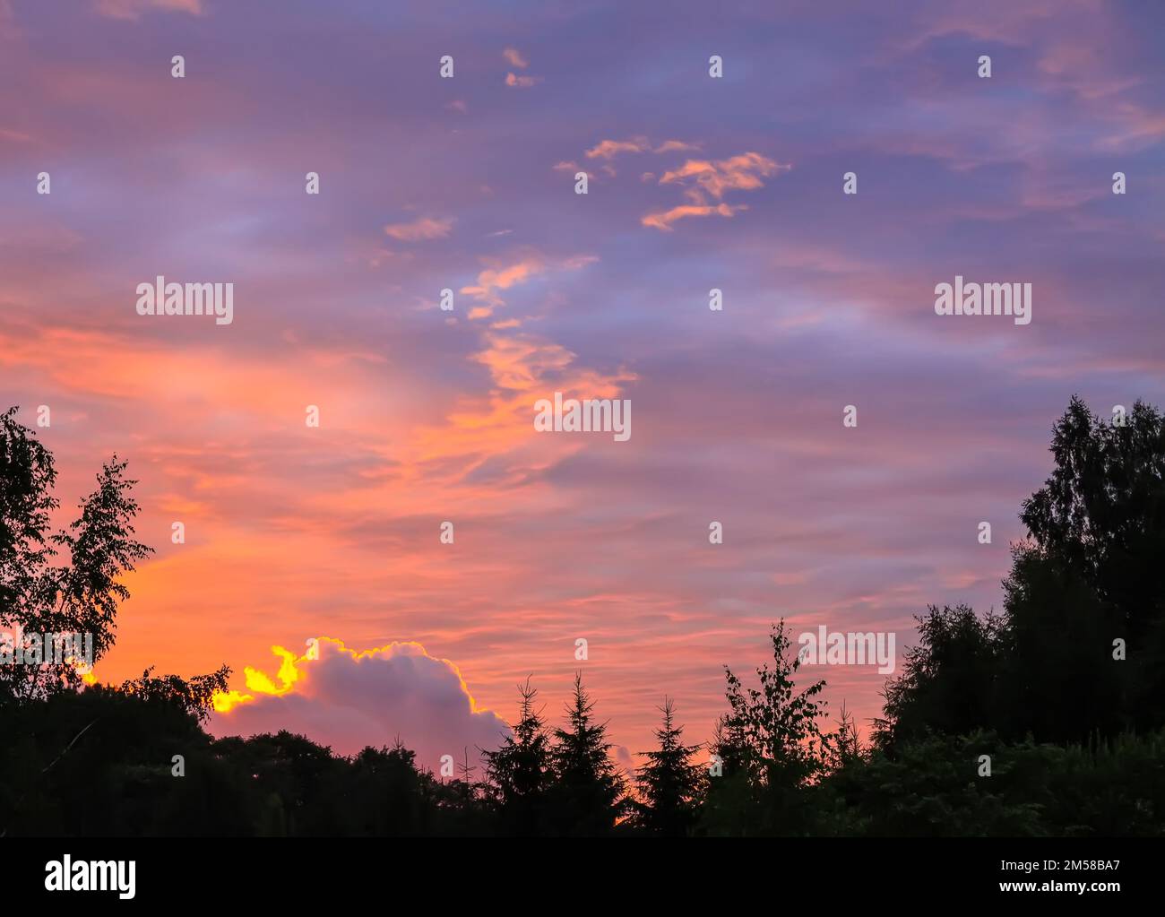 Grass meadow in sunset light. Scenic nature view. Summer evening in ...