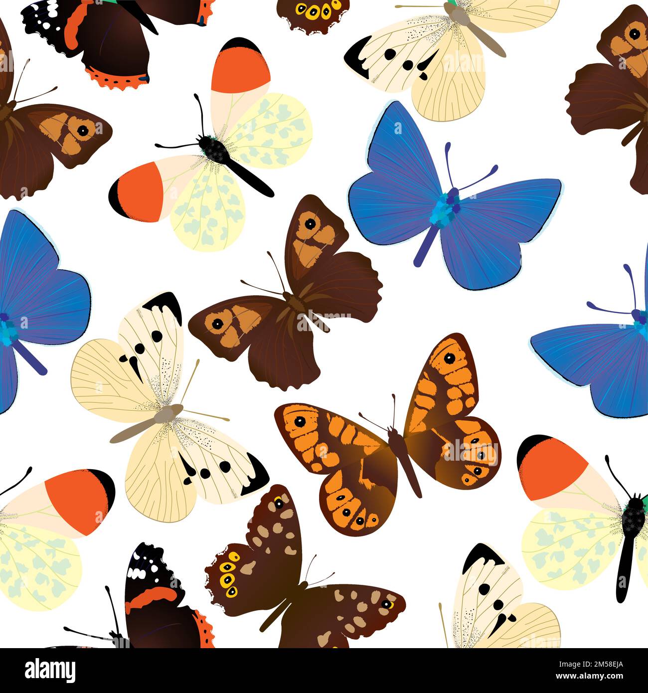 Colorful insect wings Stock Vector Images - Alamy
