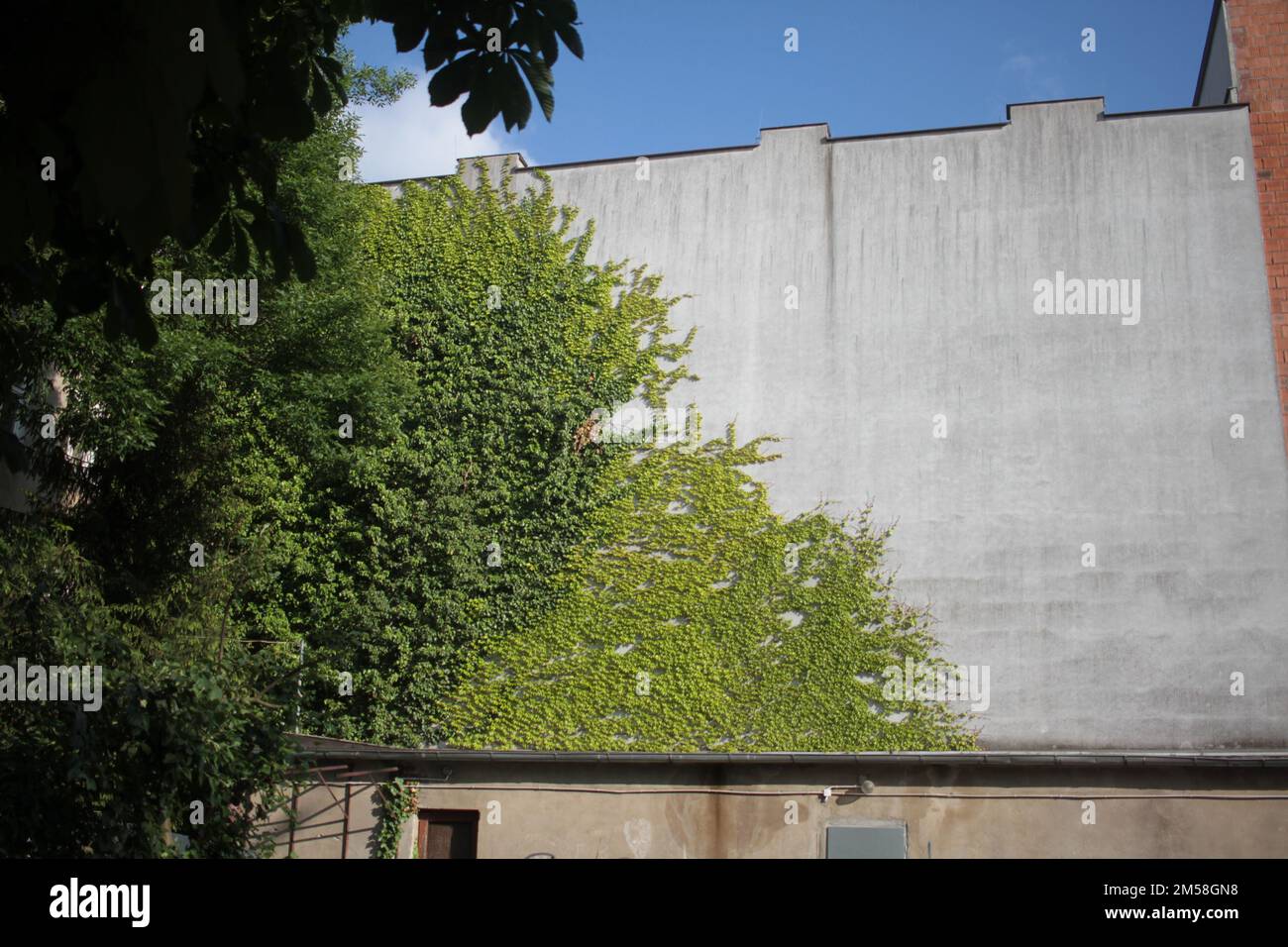 A building wall with a tree grown along it Stock Photo - Alamy