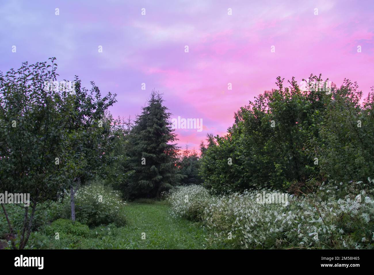 Grass meadow in sunset light. Scenic nature view. Summer evening in ...