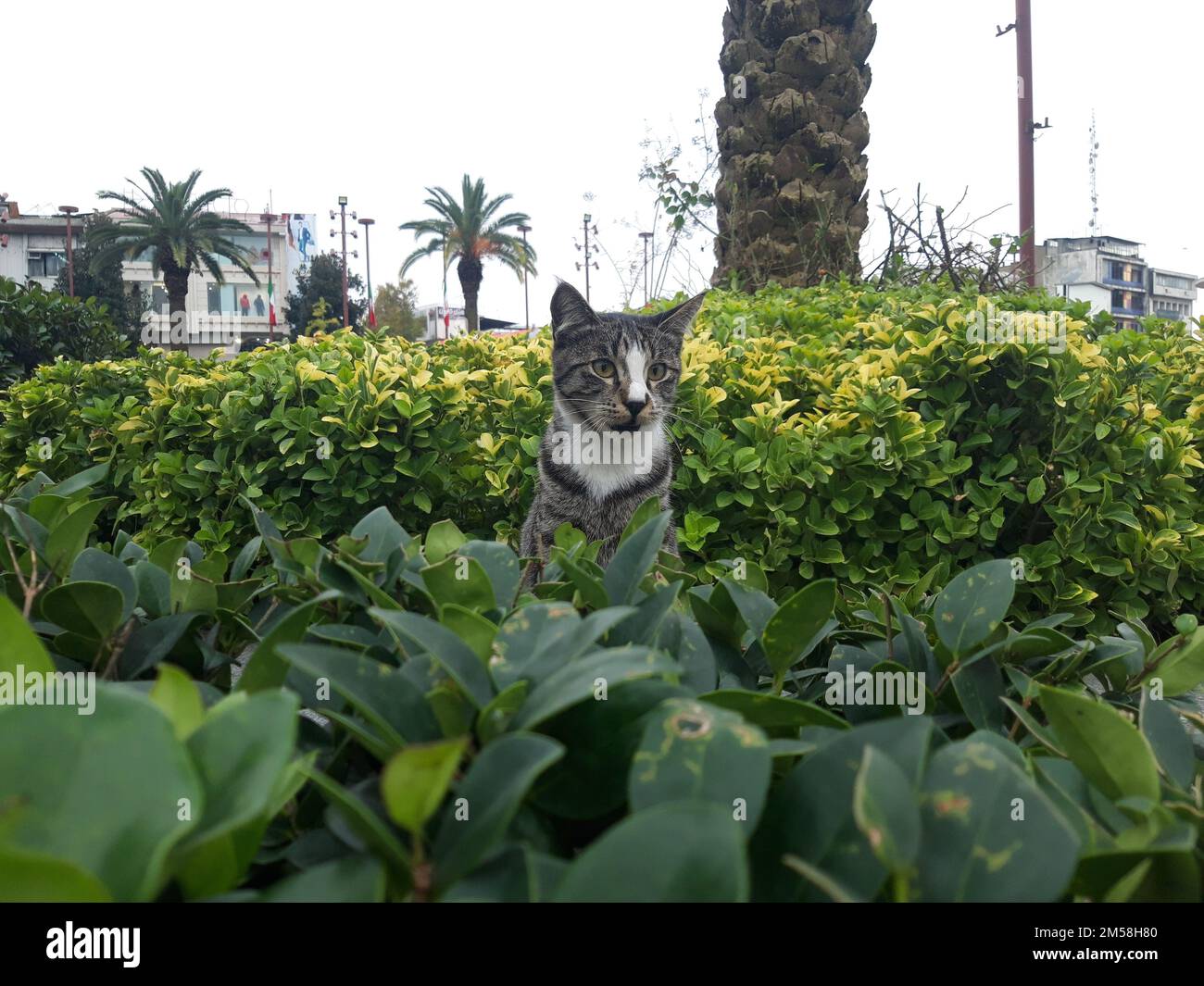 A cat in the natural plants on a gloomy day Stock Photo - Alamy