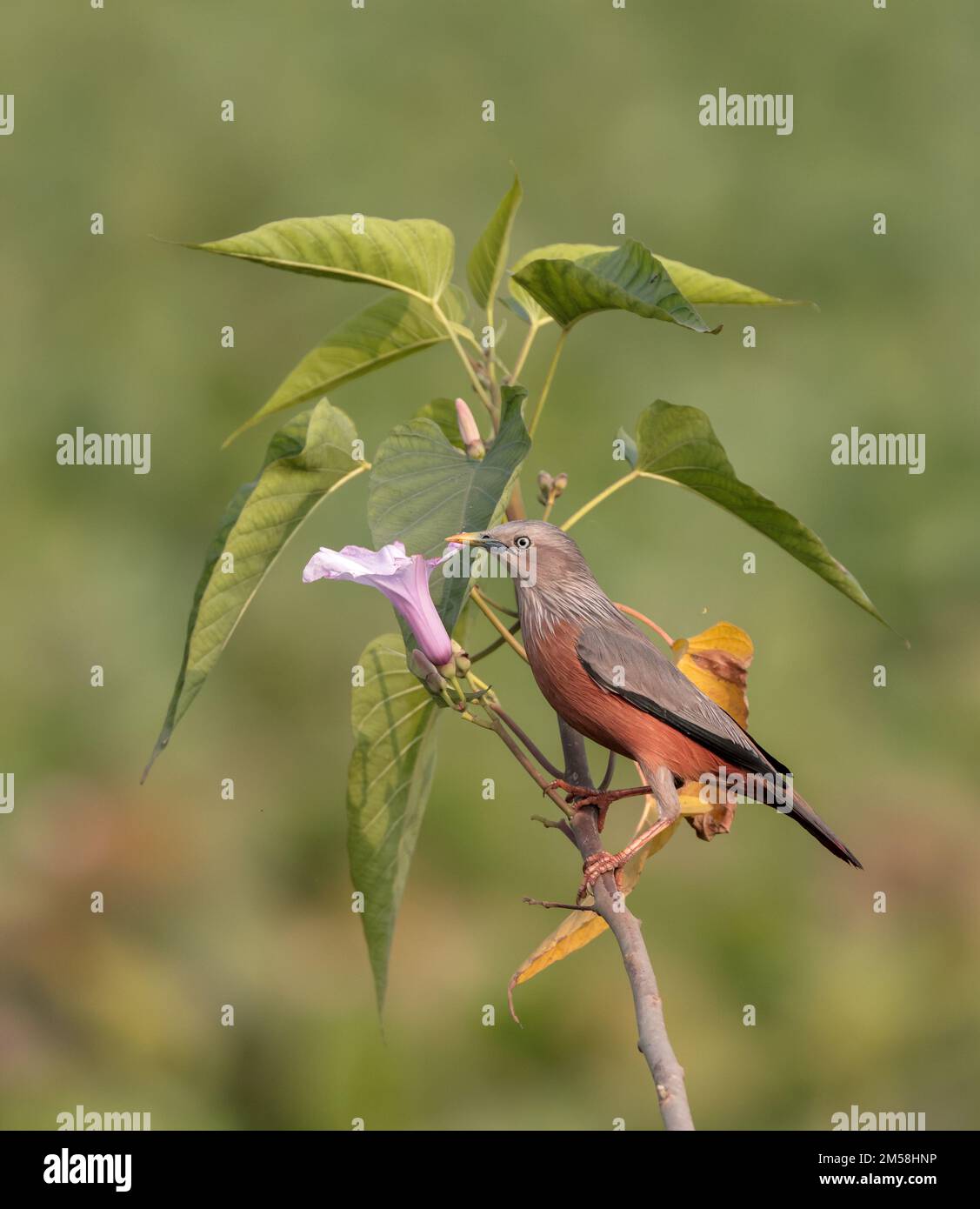 Chestnut-tailed starling or grey-headed starling or grey-headed myna ...