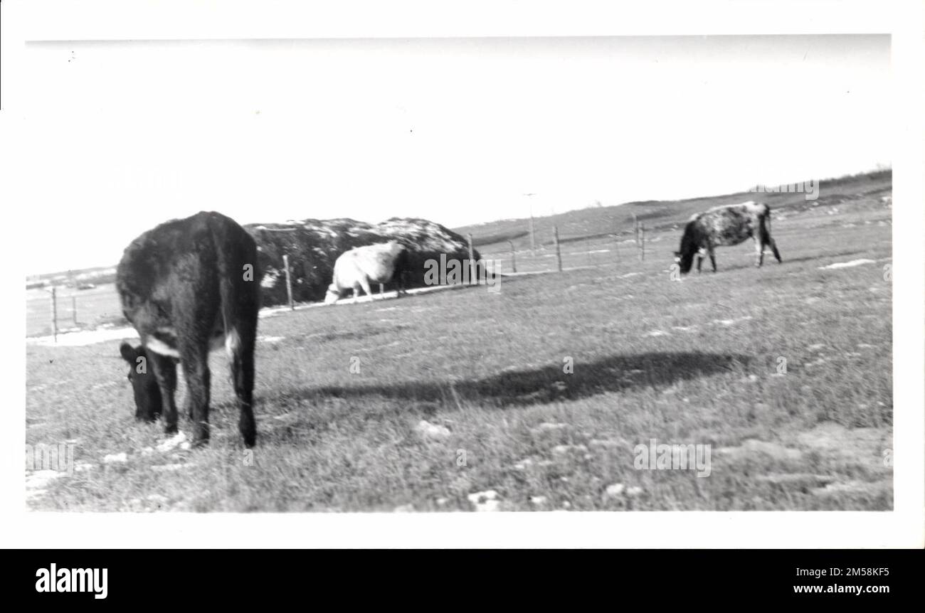 Dual purpose cattle hi-res stock photography and images - Alamy