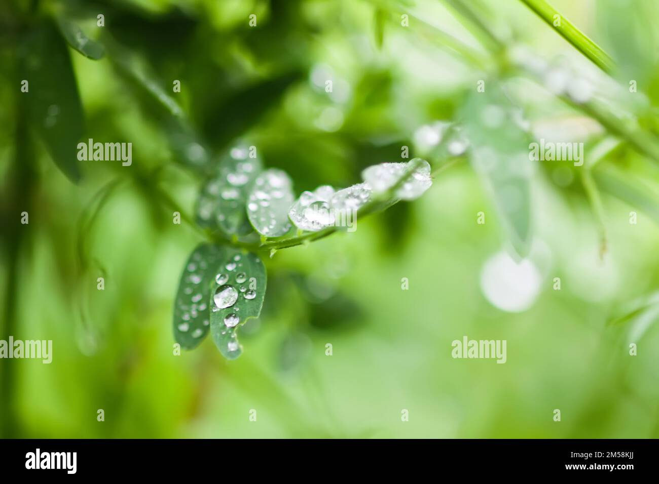 Green grass after rain. Plants in water drops close up. Macro nature details on summer field ...