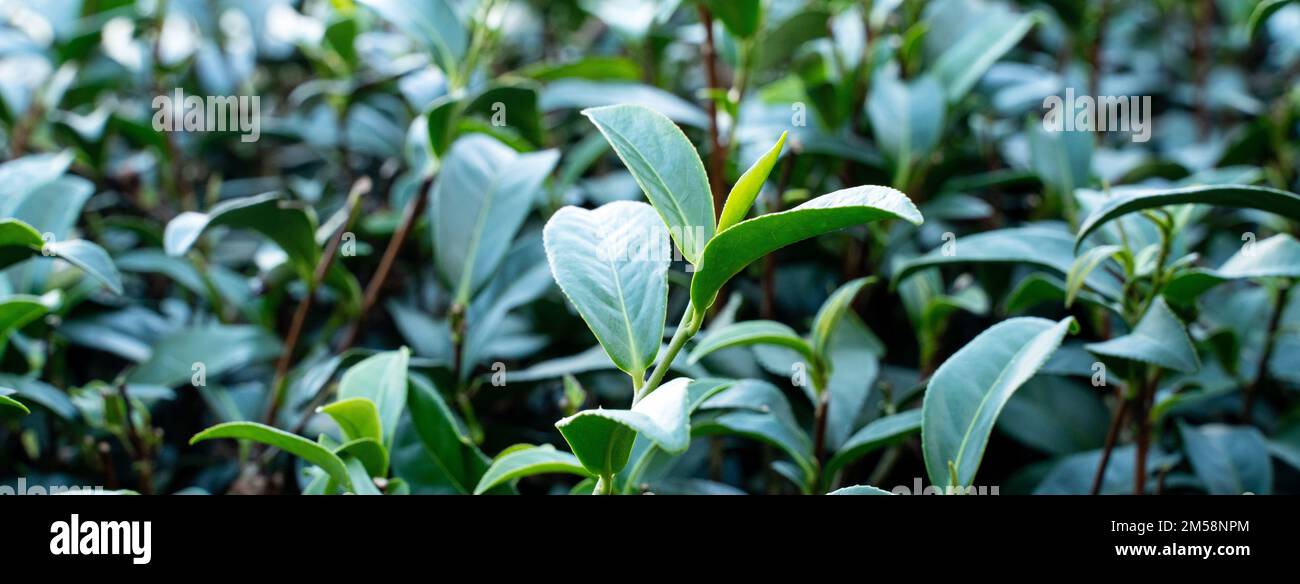 Close up of beautiful green tea crop garden rows scene, design concept ...