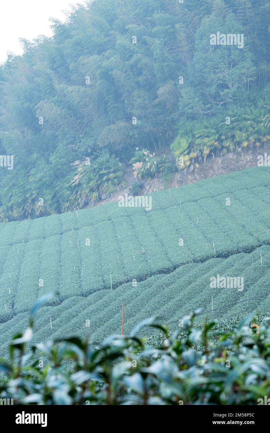 Close up of beautiful green tea crop garden rows scene, design concept ...