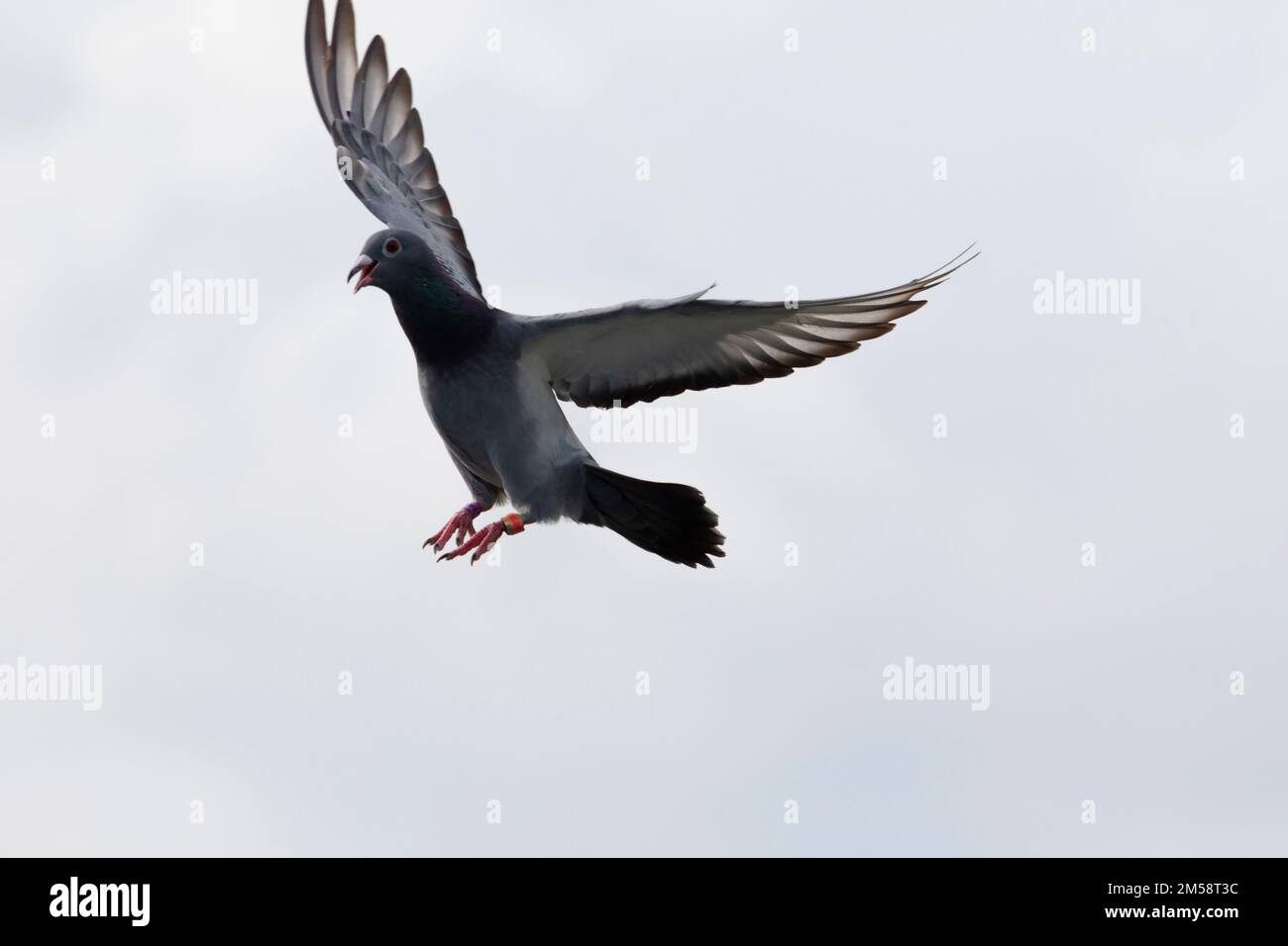 Liberation of pigeon hi-res stock photography and images - Alamy