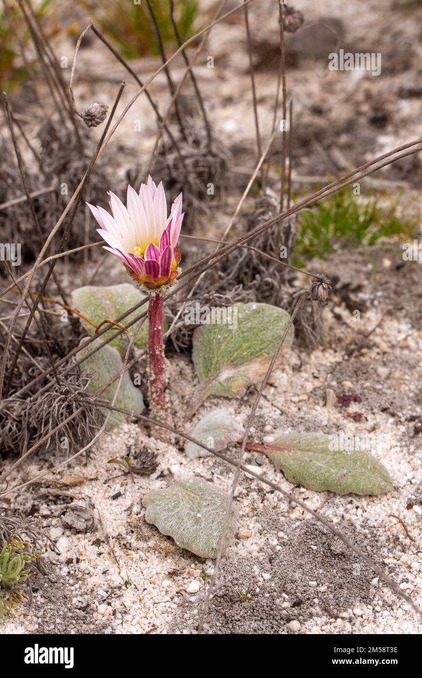 Arctotis sp. seen in natural habitat near Porterviell in South Africa ...