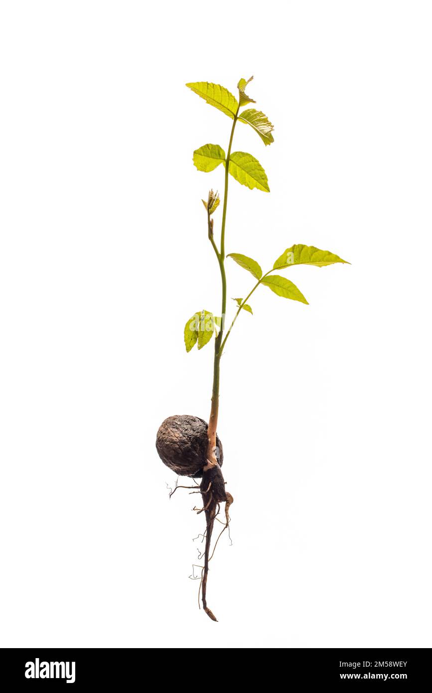 Young leaves of an walnut sprout with roots isolated front of a white ...