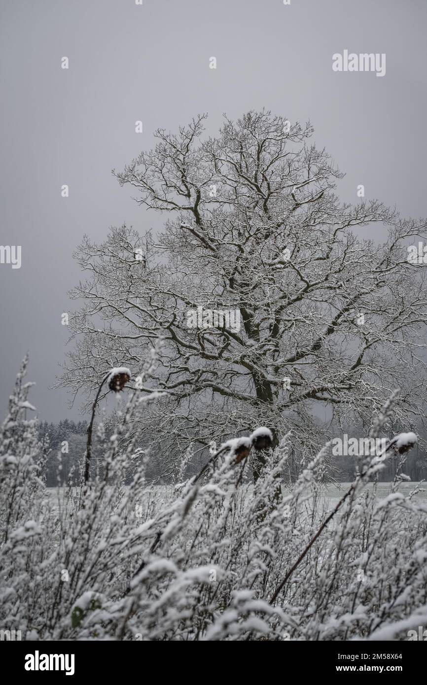 Winterbaum / Baum / Eiche im Winter / Feldbaum Stock Photo - Alamy