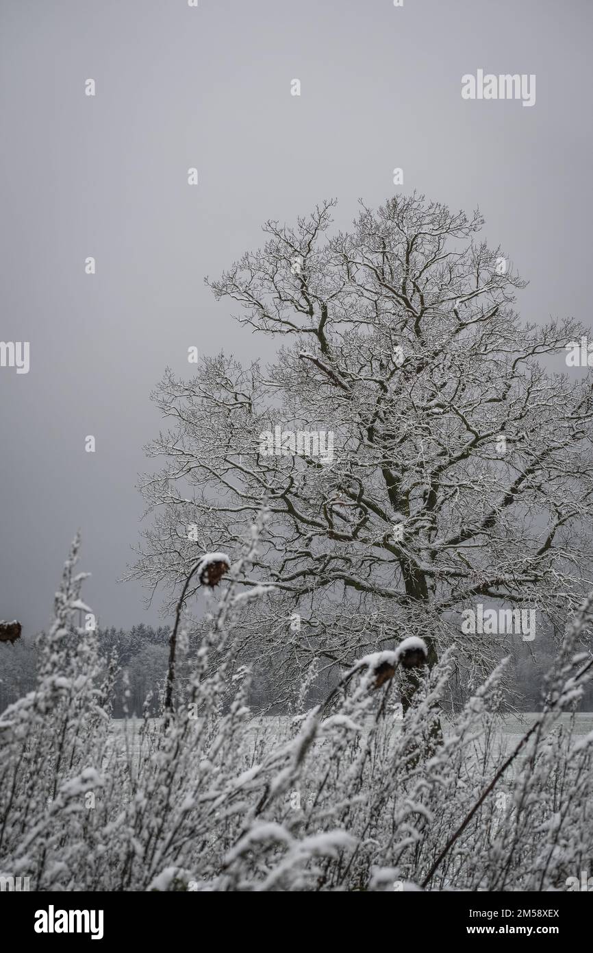 Feldeiche hi-res stock photography and images - Alamy