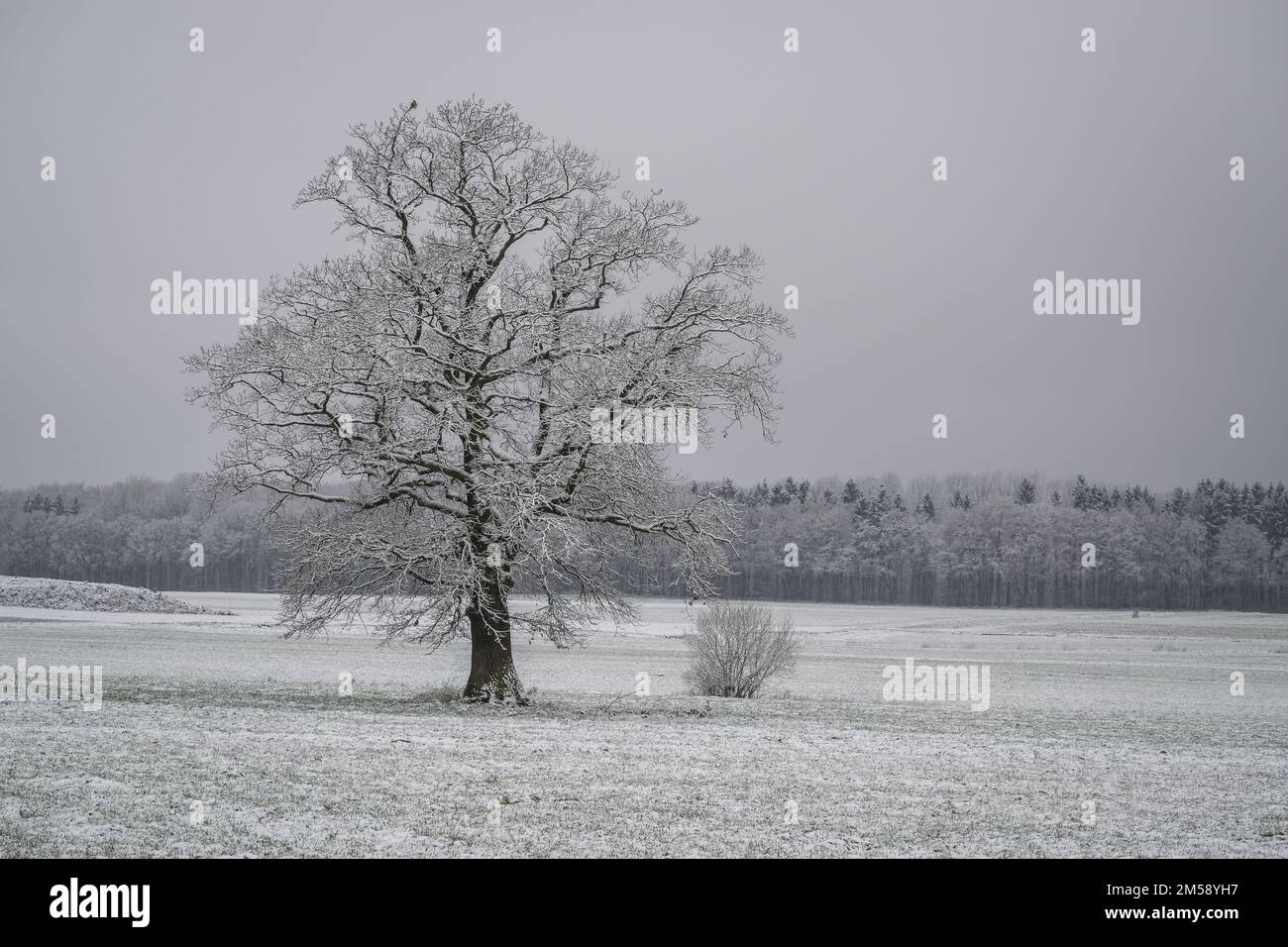 Feldeiche hi-res stock photography and images - Alamy