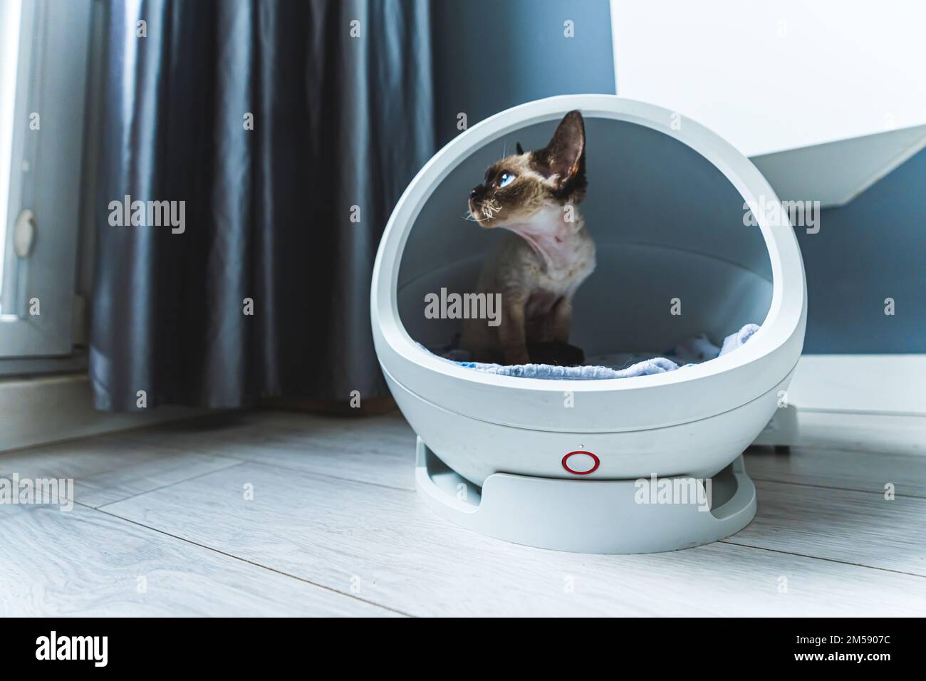Devon Rex cat on a smart bed with thermoregulation. High quality photo ...