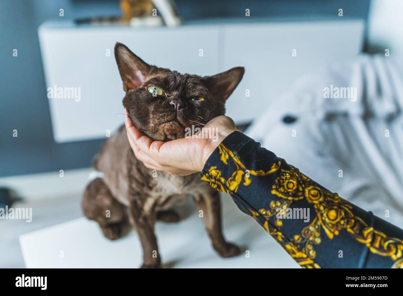 Devon rex hand hi-res stock photography and images - Alamy