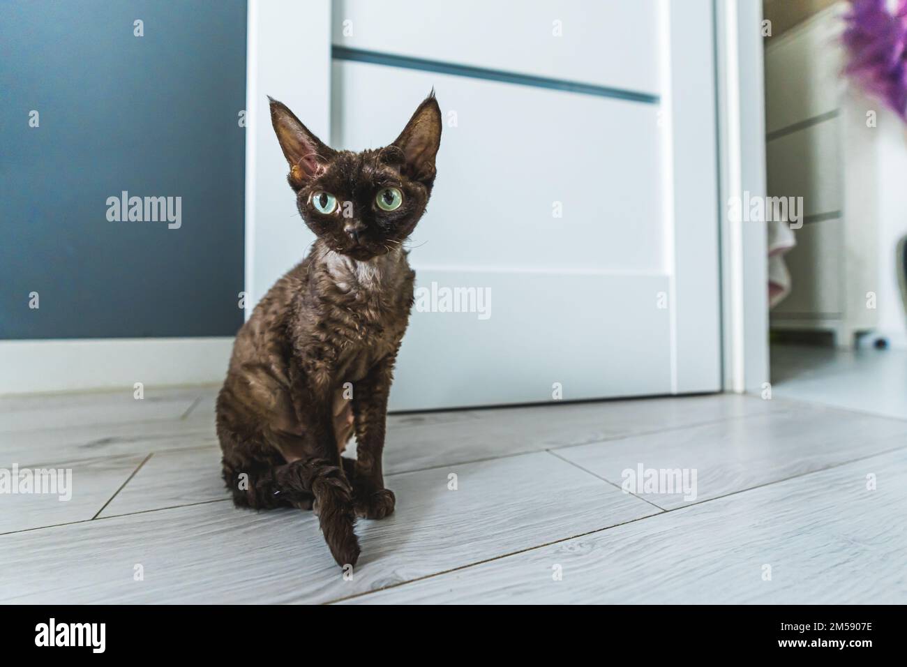 Dark tortoiseshell hi-res stock photography and images - Alamy