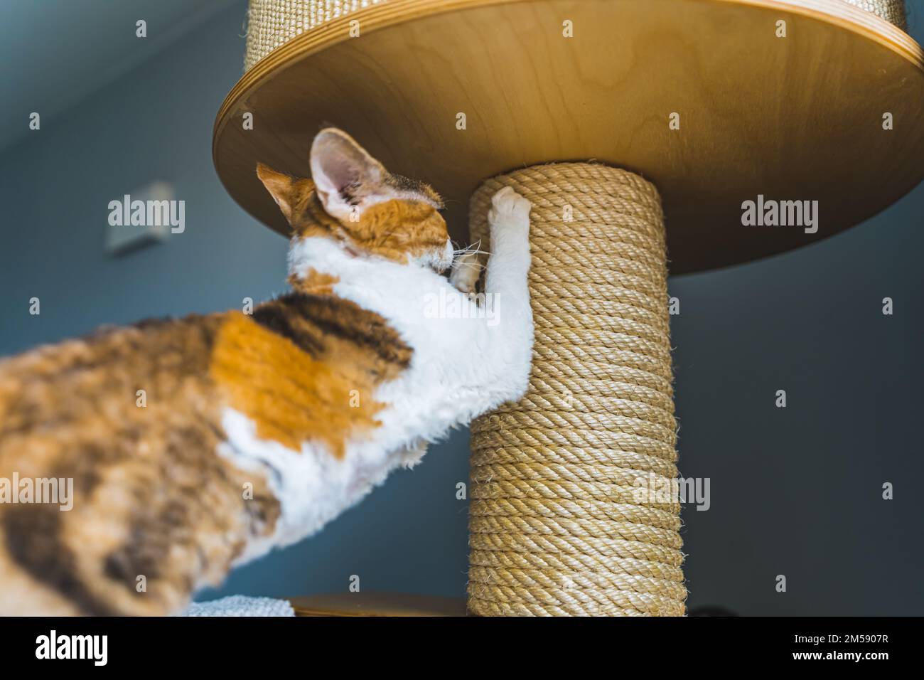 Calico tortoiseshell Devon Rex cat sharpen its claws. High quality ...