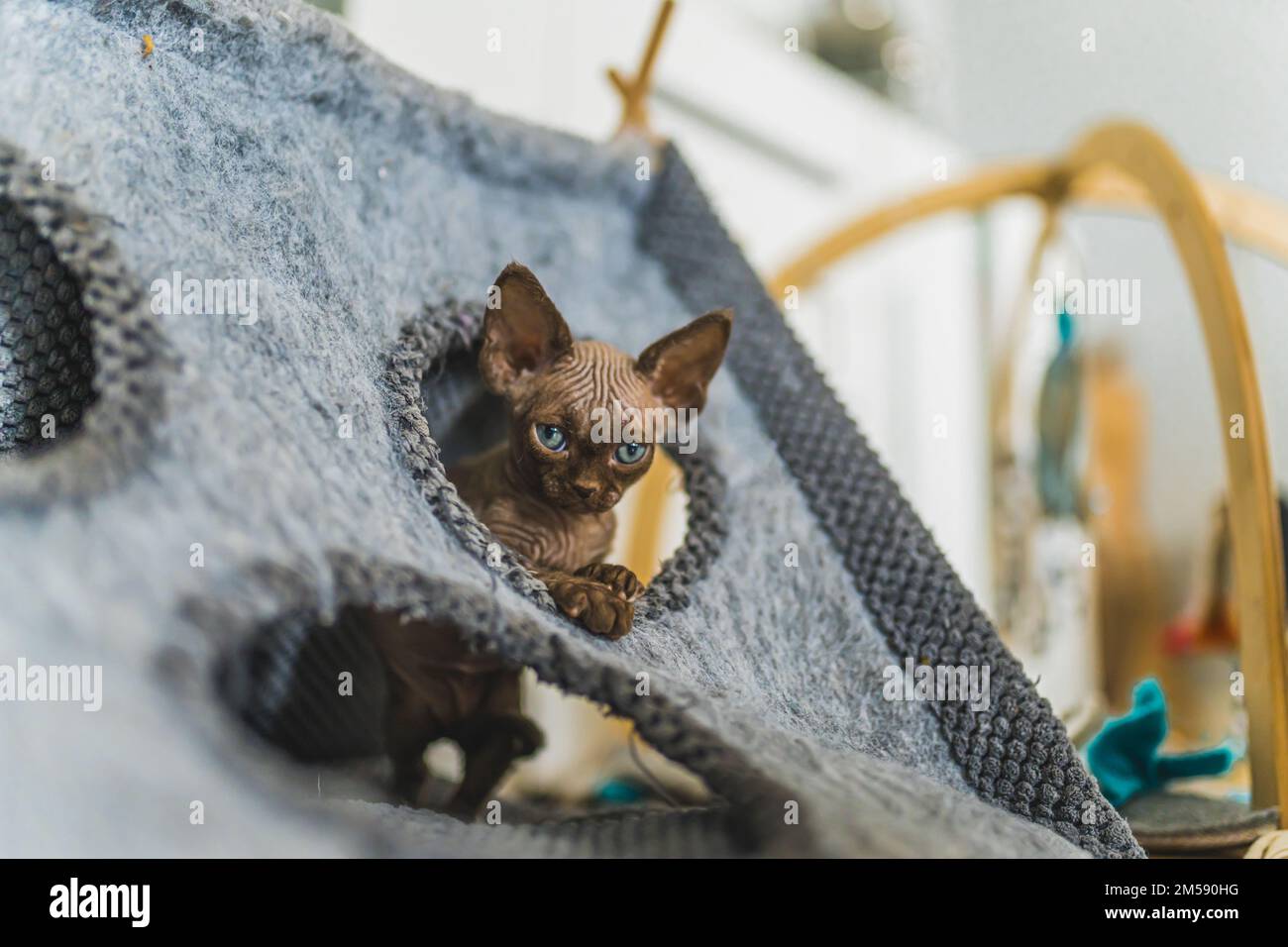 Brown Devon Rex cat sitting inside a cat house. High quality photo ...