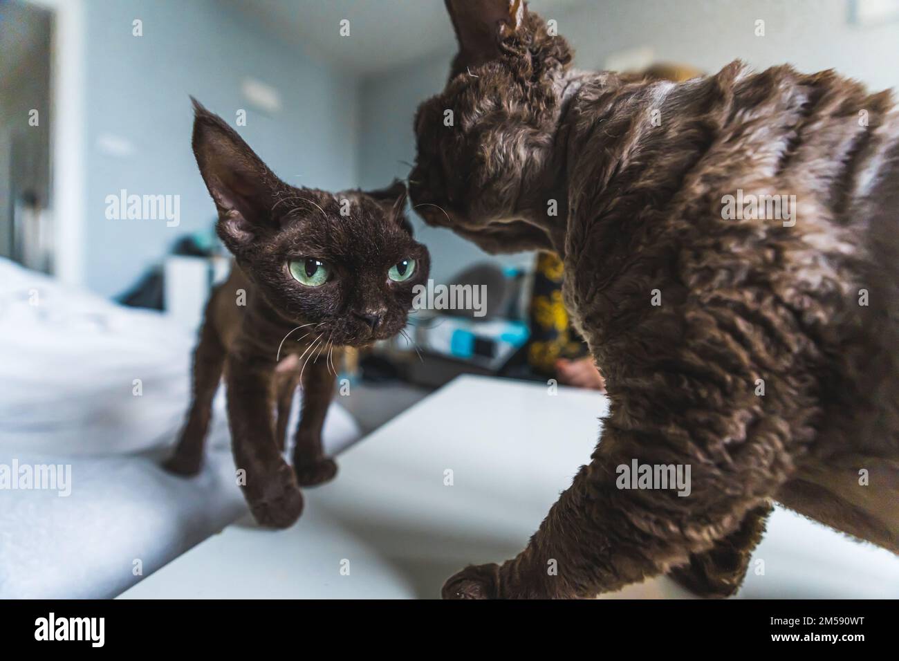 Tortoiseshell cat breed hi-res stock photography and images - Alamy