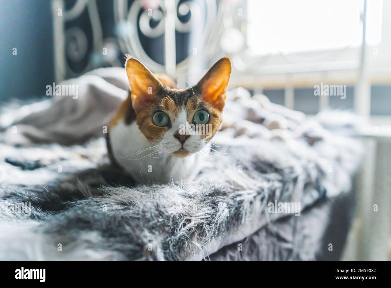 Calico Devon Rex cat on the bed. High quality photo Stock Photo - Alamy