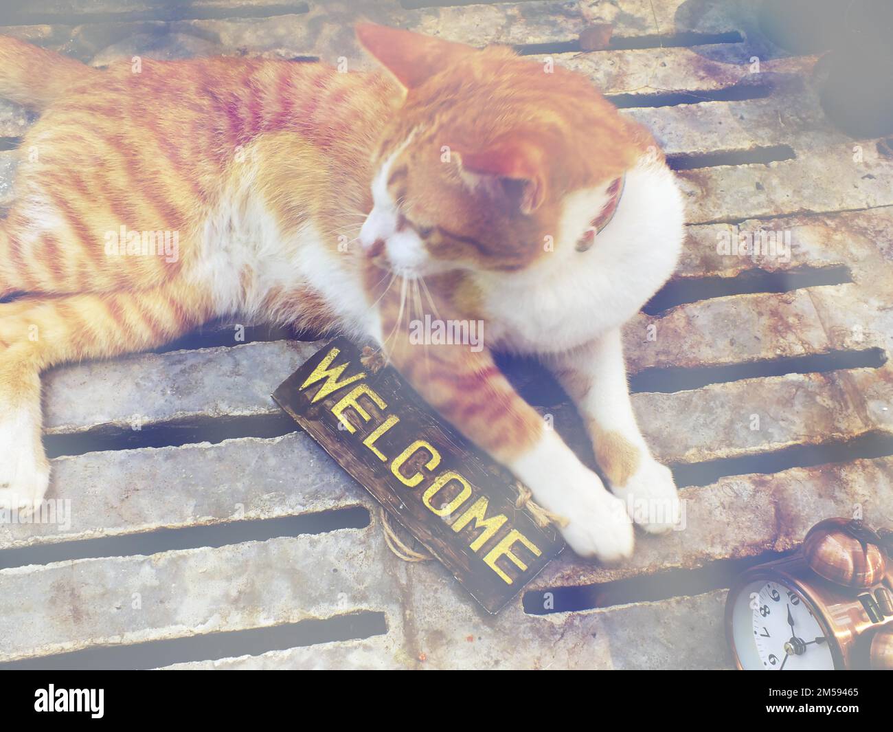 cute orange kitten cat sitting with welcome sign still life Stock Photo ...