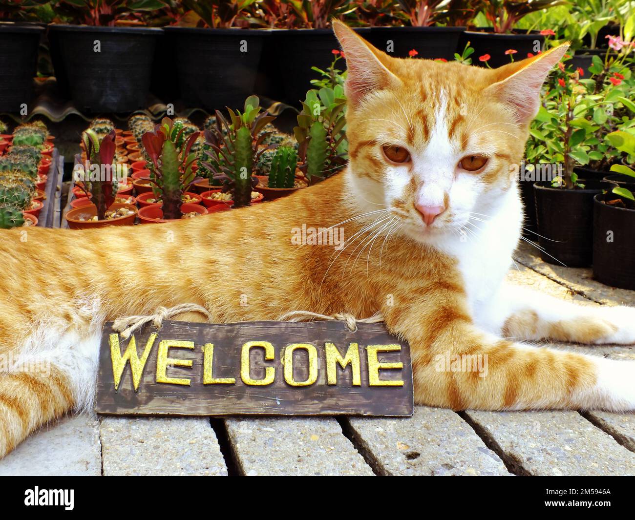 cute orange kitten cat sitting with welcome sign still life Stock Photo ...