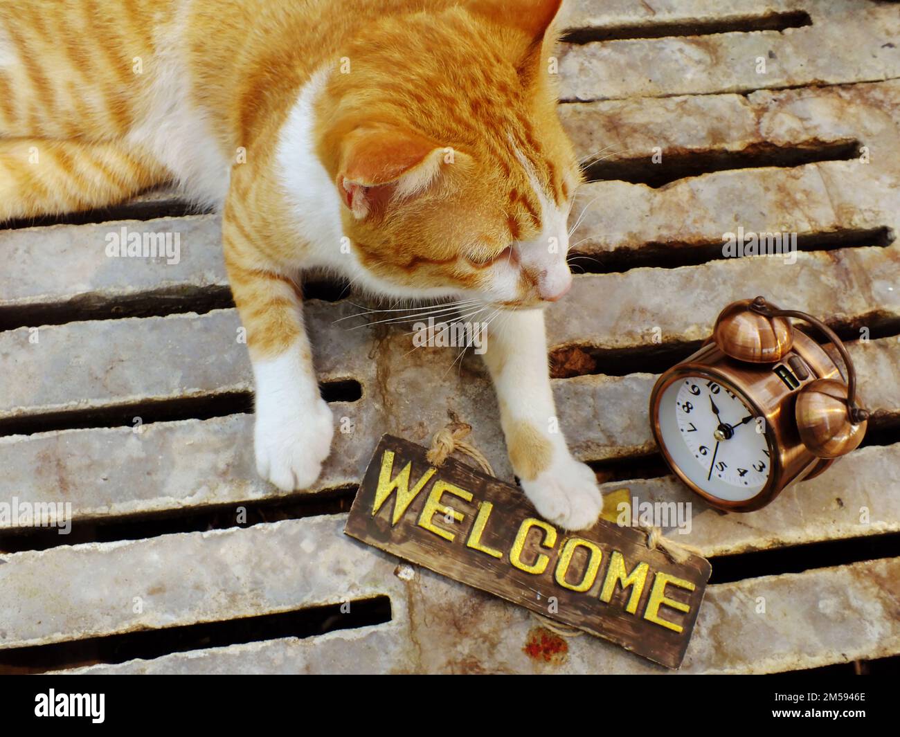 cute orange kitten cat sitting with welcome sign still life Stock Photo ...