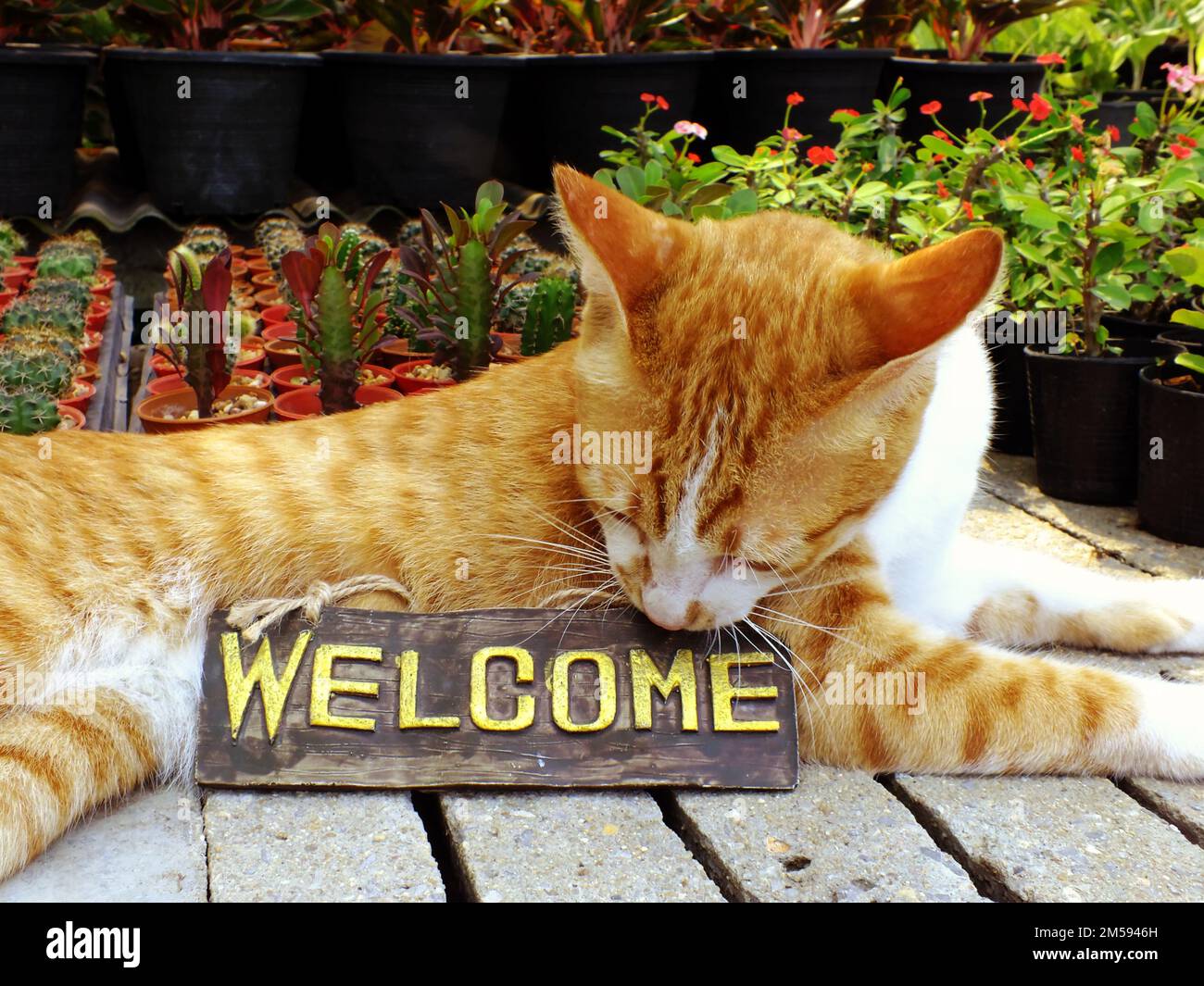 Welcome home kitty hi-res stock photography and images - Alamy