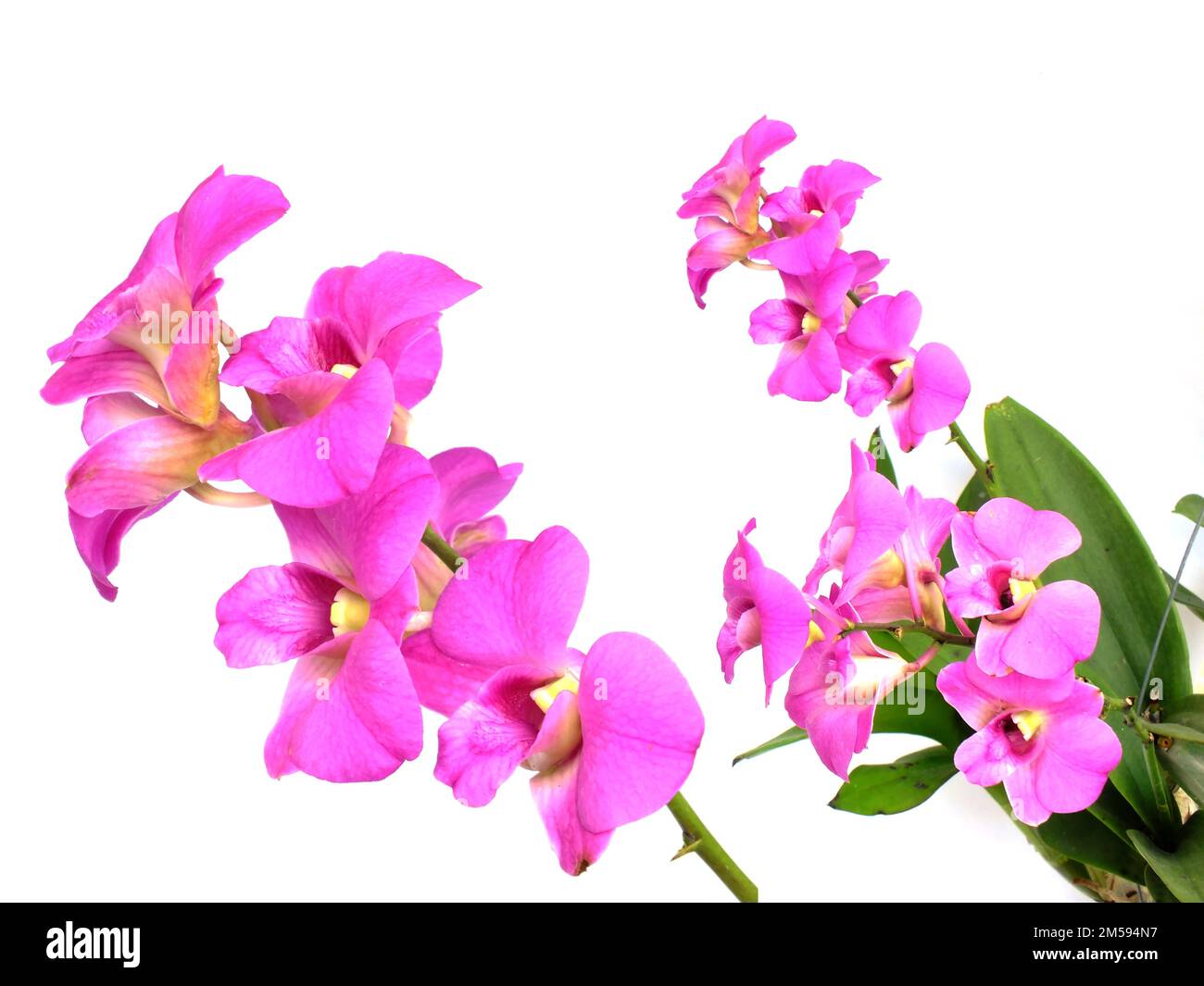 pink orchid flower bud isolated on white background Stock Photo - Alamy