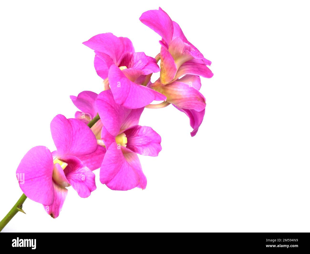 pink orchid flower bud isolated on white background Stock Photo - Alamy