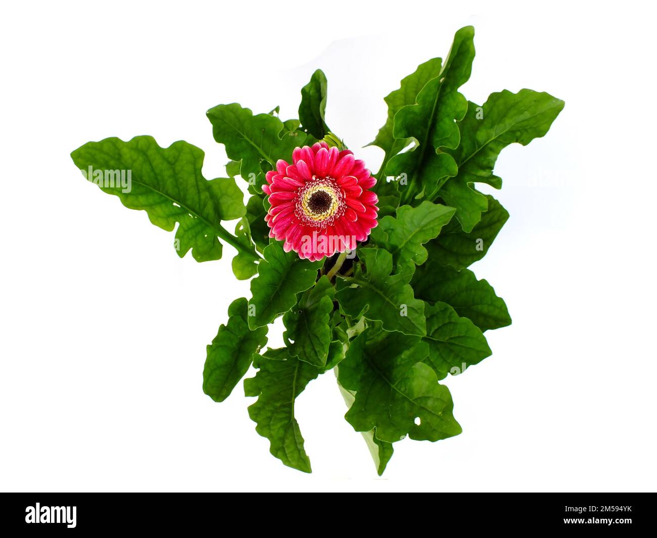 red gerbera daisy flower isolated on white background Stock Photo - Alamy