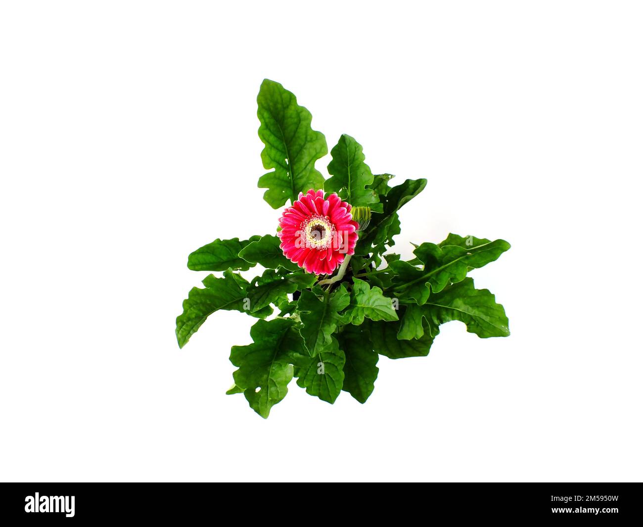 red gerbera daisy flower isolated on white background Stock Photo - Alamy