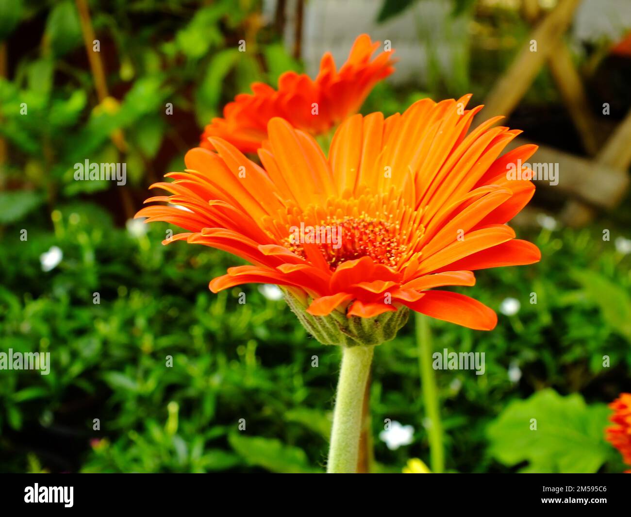 gerbera daisy lower in the garden Stock Photo - Alamy