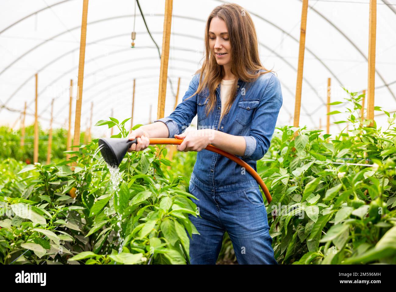 Experienced agriculturist taking care of agronomic crops in a ...