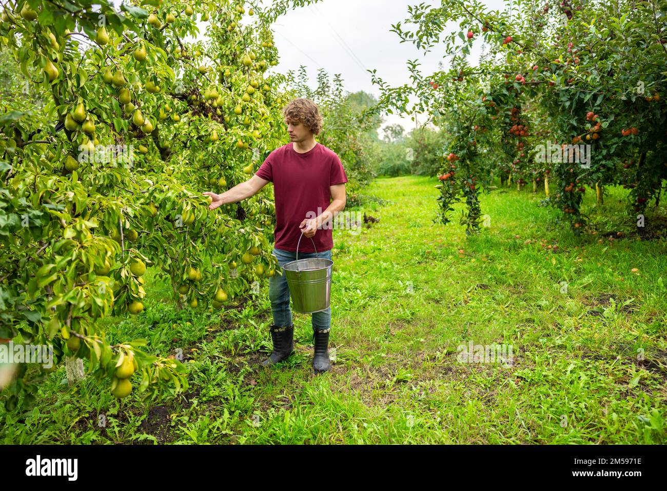 Concentrated gardener picking fruit from a tree Stock Photo - Alamy