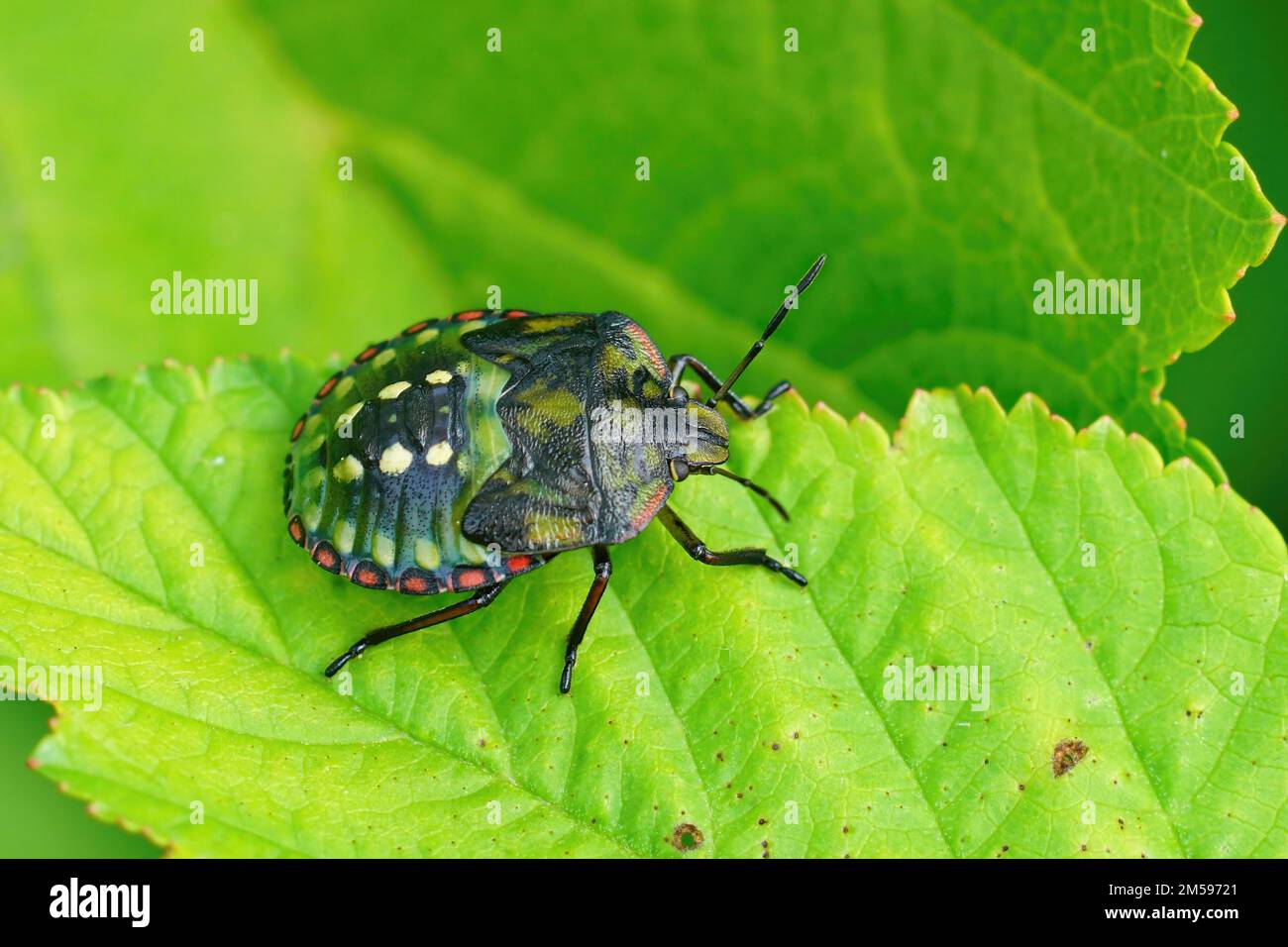 Natural closeup of a colorful green nymph of the Southern Green Stink ...