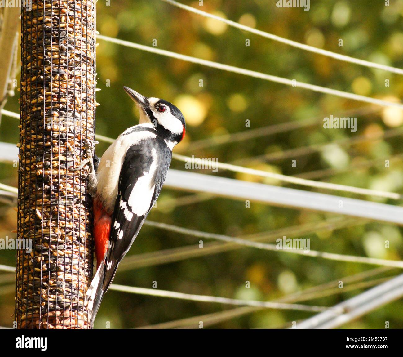 Close-up of bird perching on a bird feeder Stock Photo - Alamy